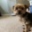 Lost Dog, Alert #61358 Benji missing near Mud Creek and Scotch Pine ...