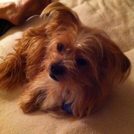 Lost Dog, Alert #61694 Zeus missing near 33rd and Central, Indianapolis ...