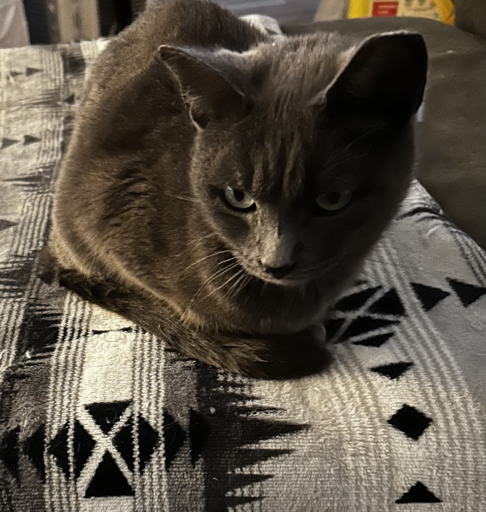 Found Cat, Alert #68602 Indianapolis, found near McCarty St / River ...