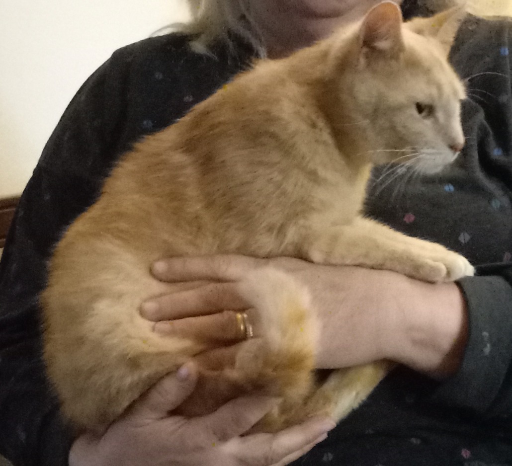 Found Cat, Alert #69666 Indianapolis, southwest Hills addition., found ...