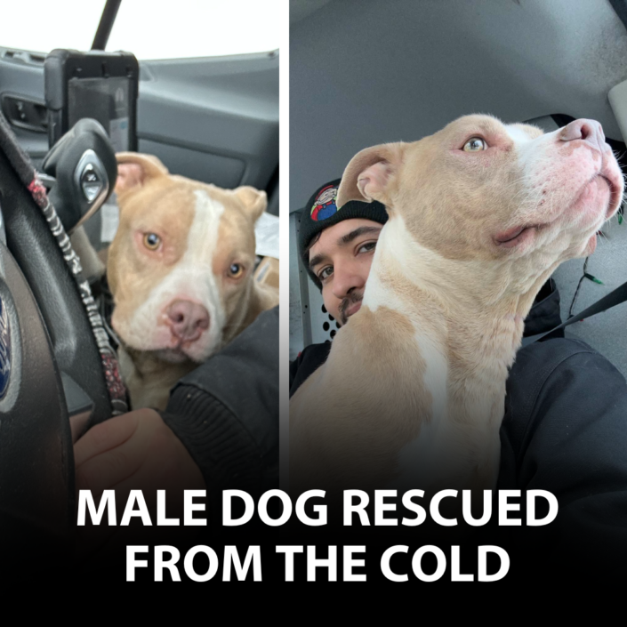 Found Dog, Alert #82135 Fort Harrison Park IN, found near Kent Ave ...