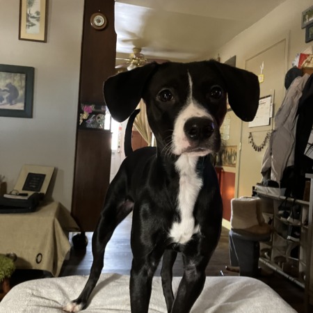 Found Dog, Alert #82009 30th St & Franklin Rd, found near 30th St ...