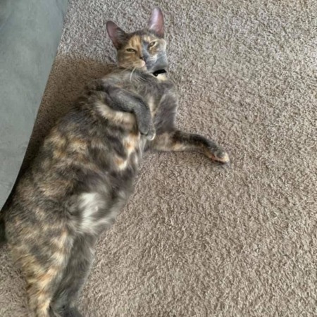 Lost Cat, Alert #83892 Roxy missing near Sunnyside & Fox rd/ Sunnyside ...