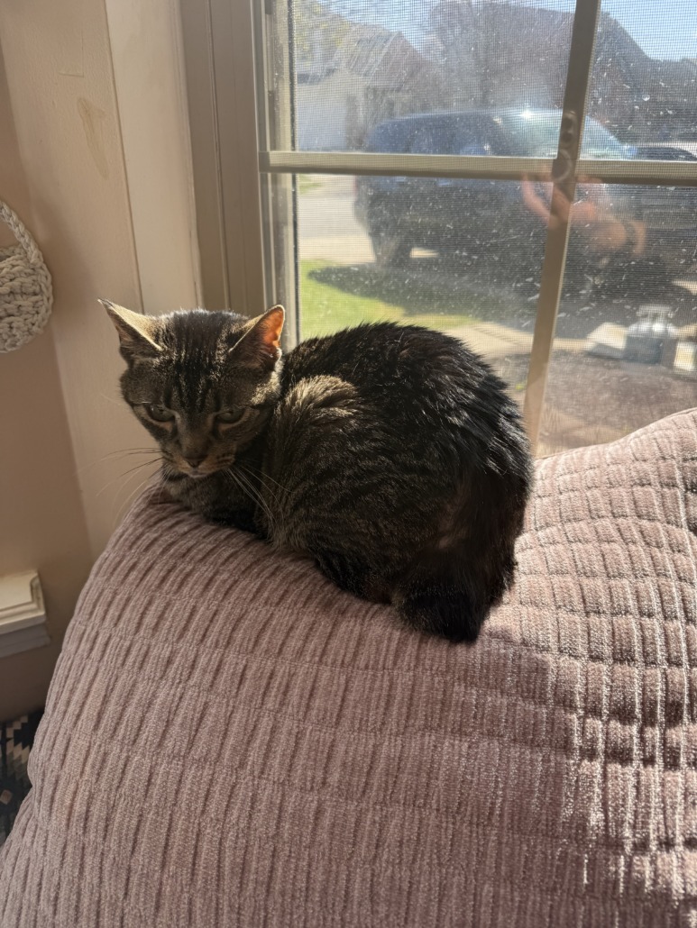 Lost Cat, Alert #87450 Bandit missing near Avalon Circle/ Easton Point ...