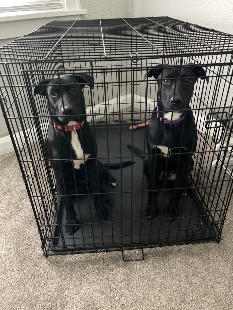 Lost Dog, Alert #89288 Roxy and Fancy missing near Emerson, 34th street ...