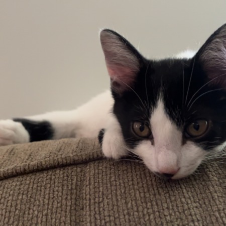 Lost Cat, Alert #90166 Zaza missing near 7821 musket street ...