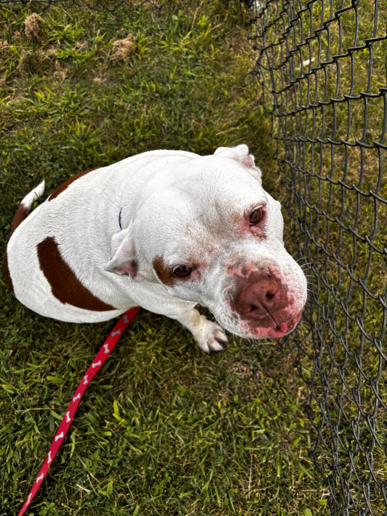 Found Dog, Alert #90405 Indianapolis, found near Thompson/Arlington ...