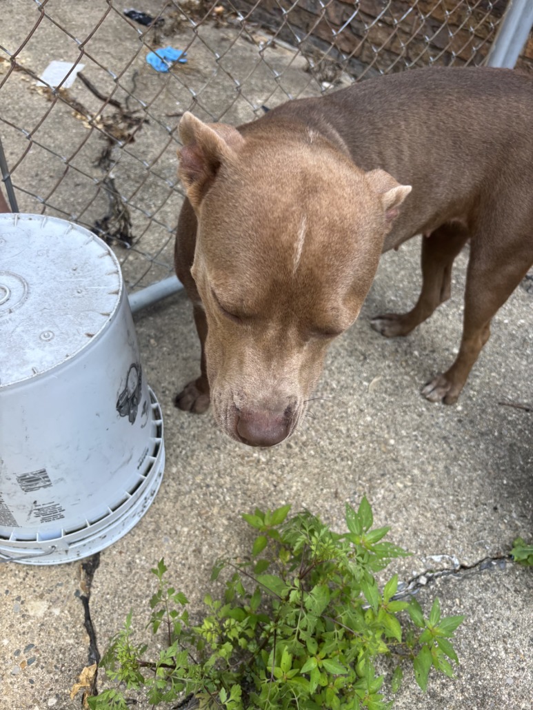 Found Dog, Alert #89376 Indianapolis, found near Young Ave and Bosart ...
