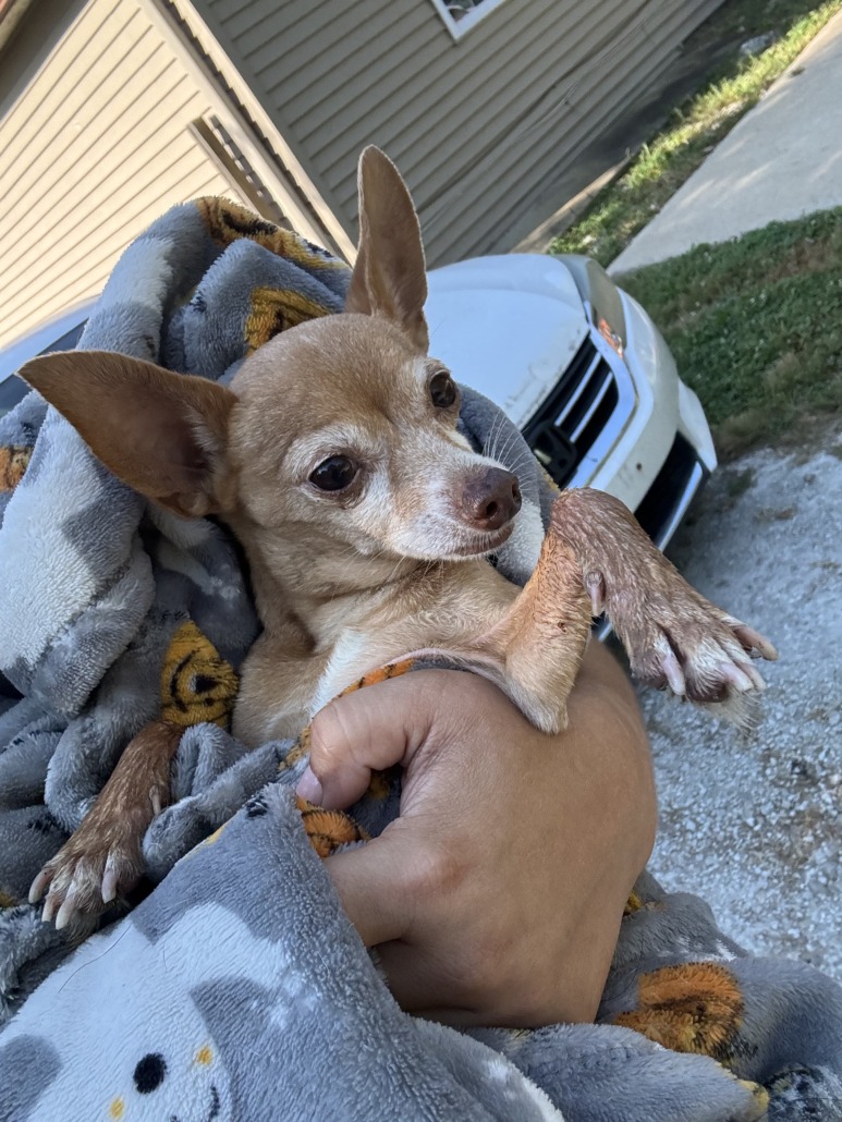 Found Dog, Alert #91191 Indianapolis, found near Keystone/Sumner ave ...