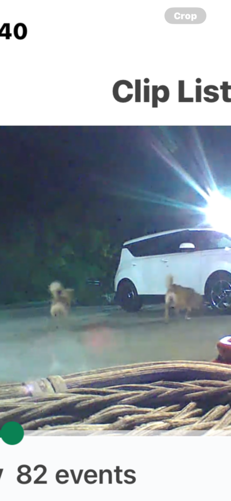 Dog-sight Sighting, Alert #91793 Whiteland, missing near Tracy rd. 200 e - Indy Lost Pet Alert