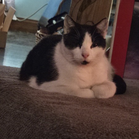 Found Cat, Alert #93307 Downtown Indy, found near LUCAS OIL STADIUM ...