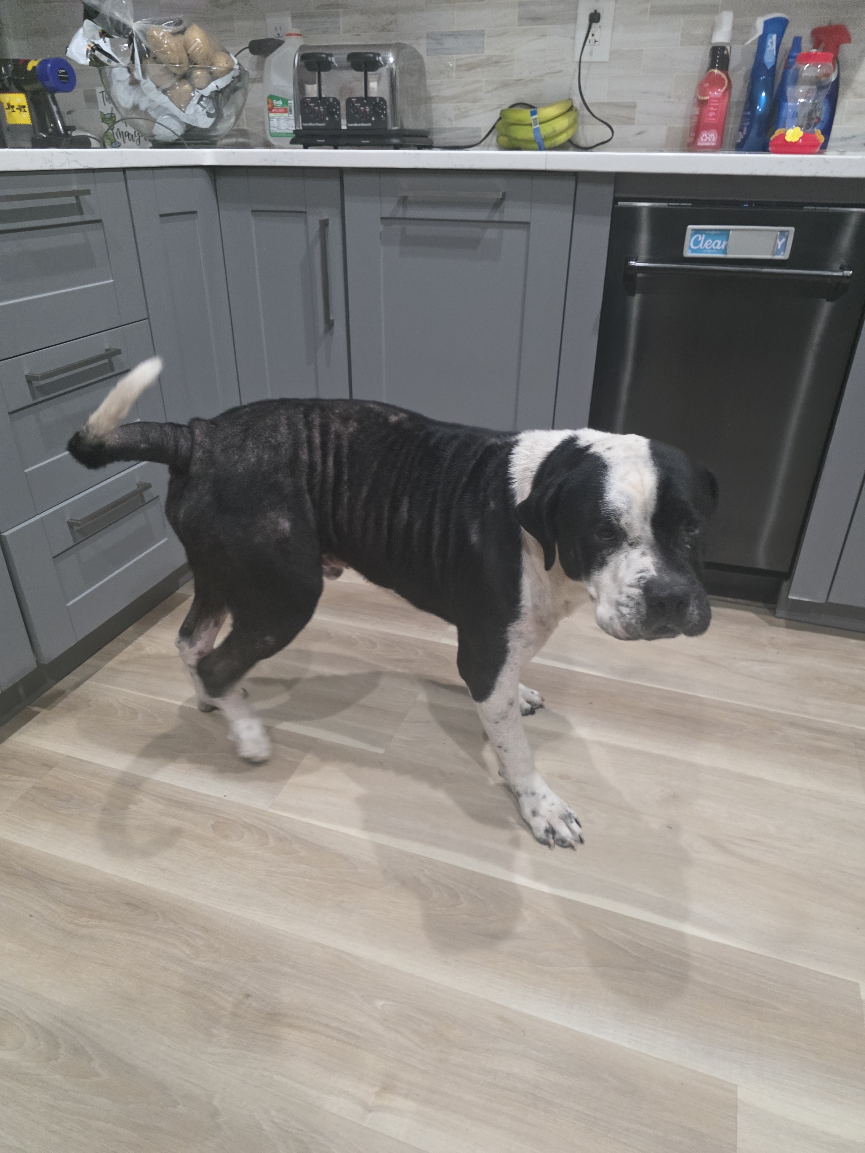 Found Dog, Alert #93746 Indianpolis, found near 10th & Emerson - Indy ...