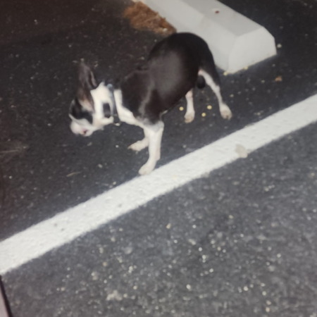 Dog-sight Sighting, Alert #93287 Brookside Indy, missing near - Indy ...