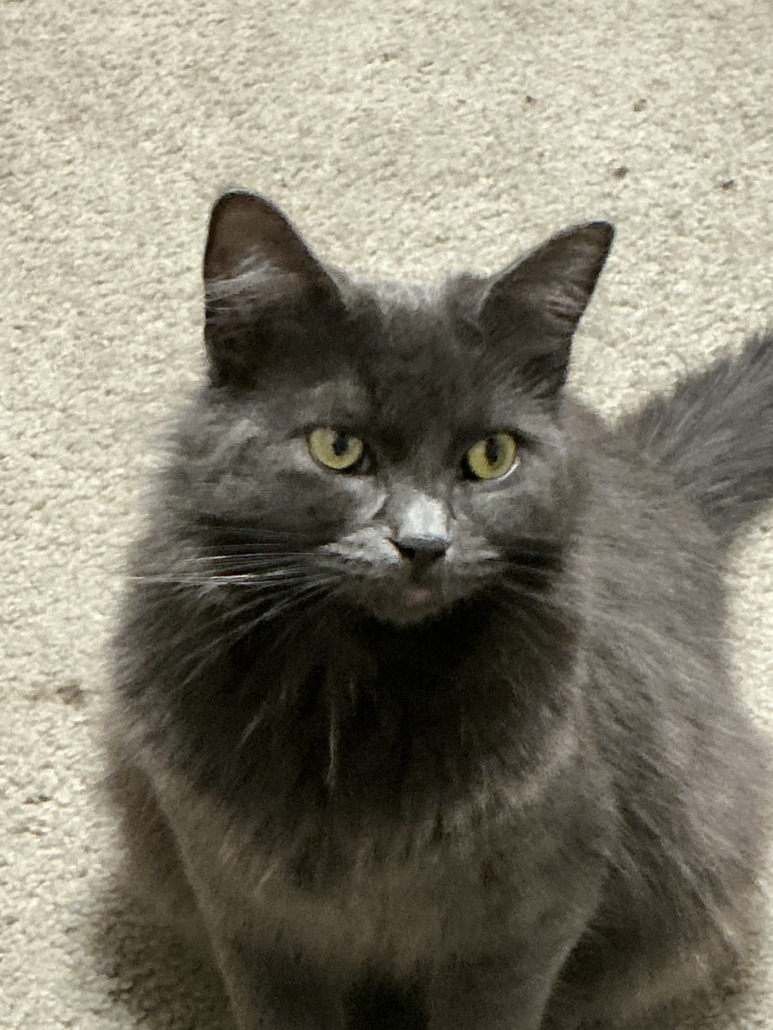 Lost Cat, Alert #93000 Henny missing near Old National road and ...