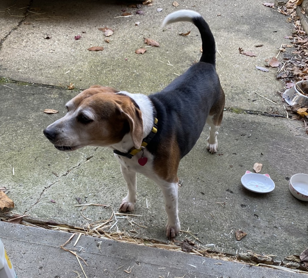 Dog-sight Sighting, Alert #93250 Indianapolis, missing near Berkshire ...