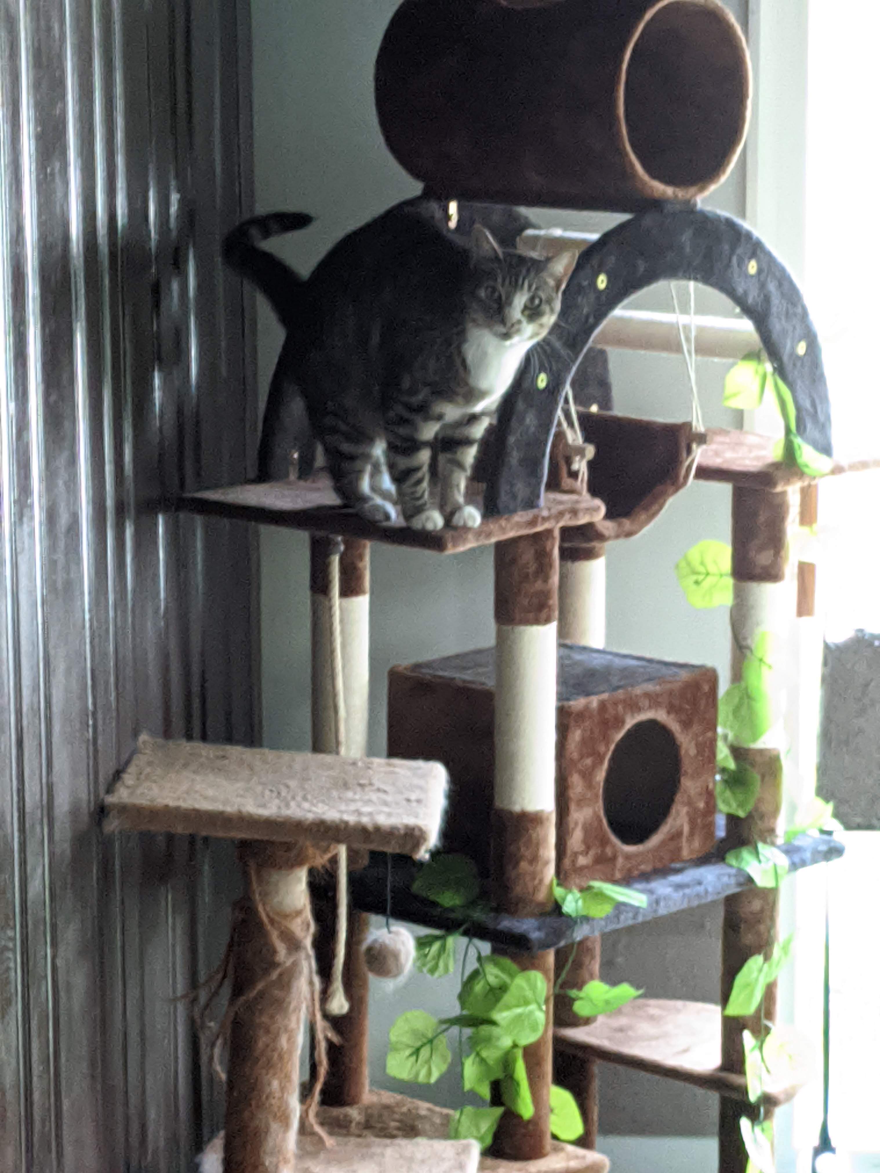 Lost Cat, Alert #92928 Luna missing near E 10th St/Eustis Dr ...