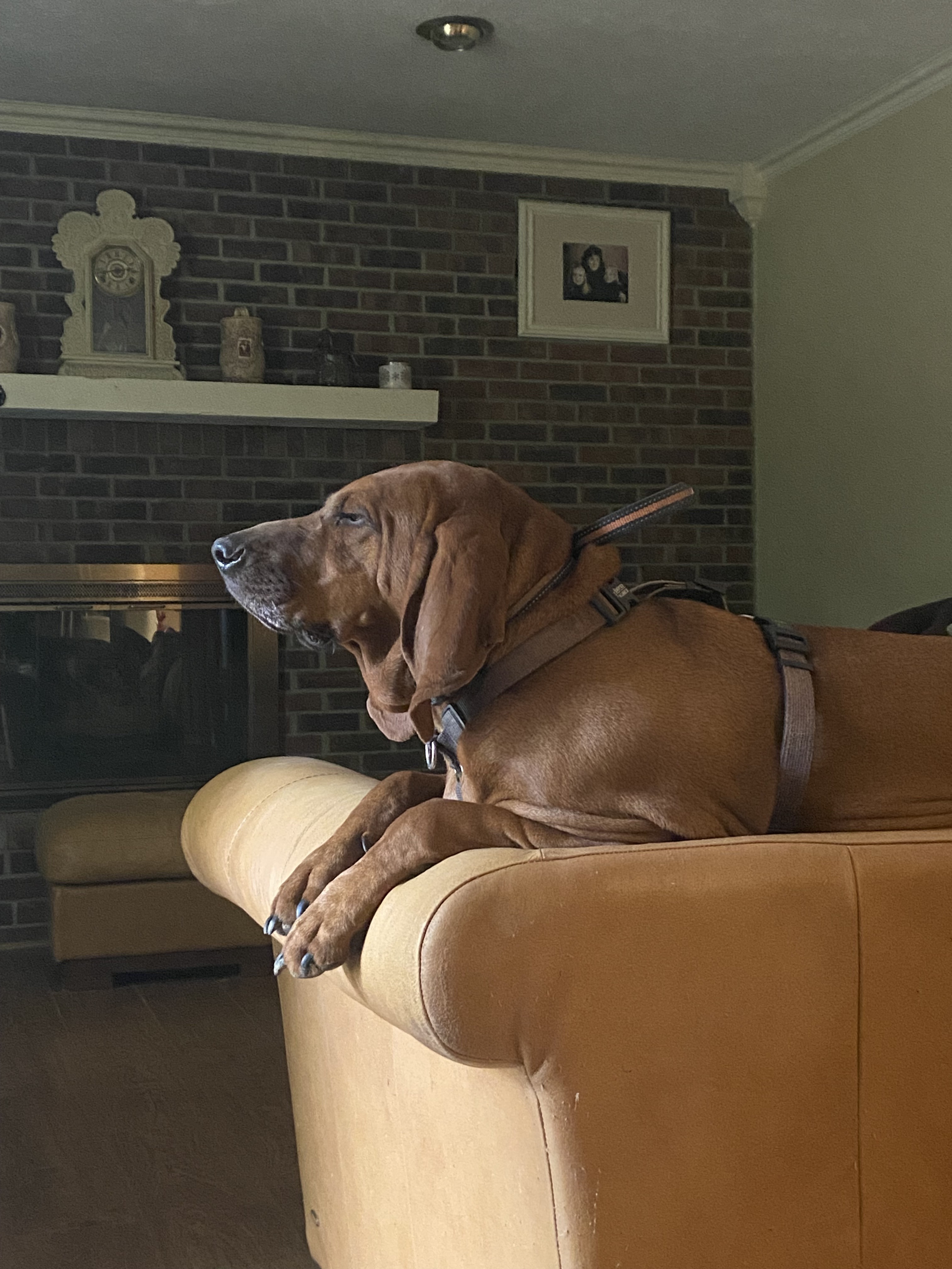 Lost Dog, Alert #93329 France’s/Franny missing near Ramsey Lane and ...