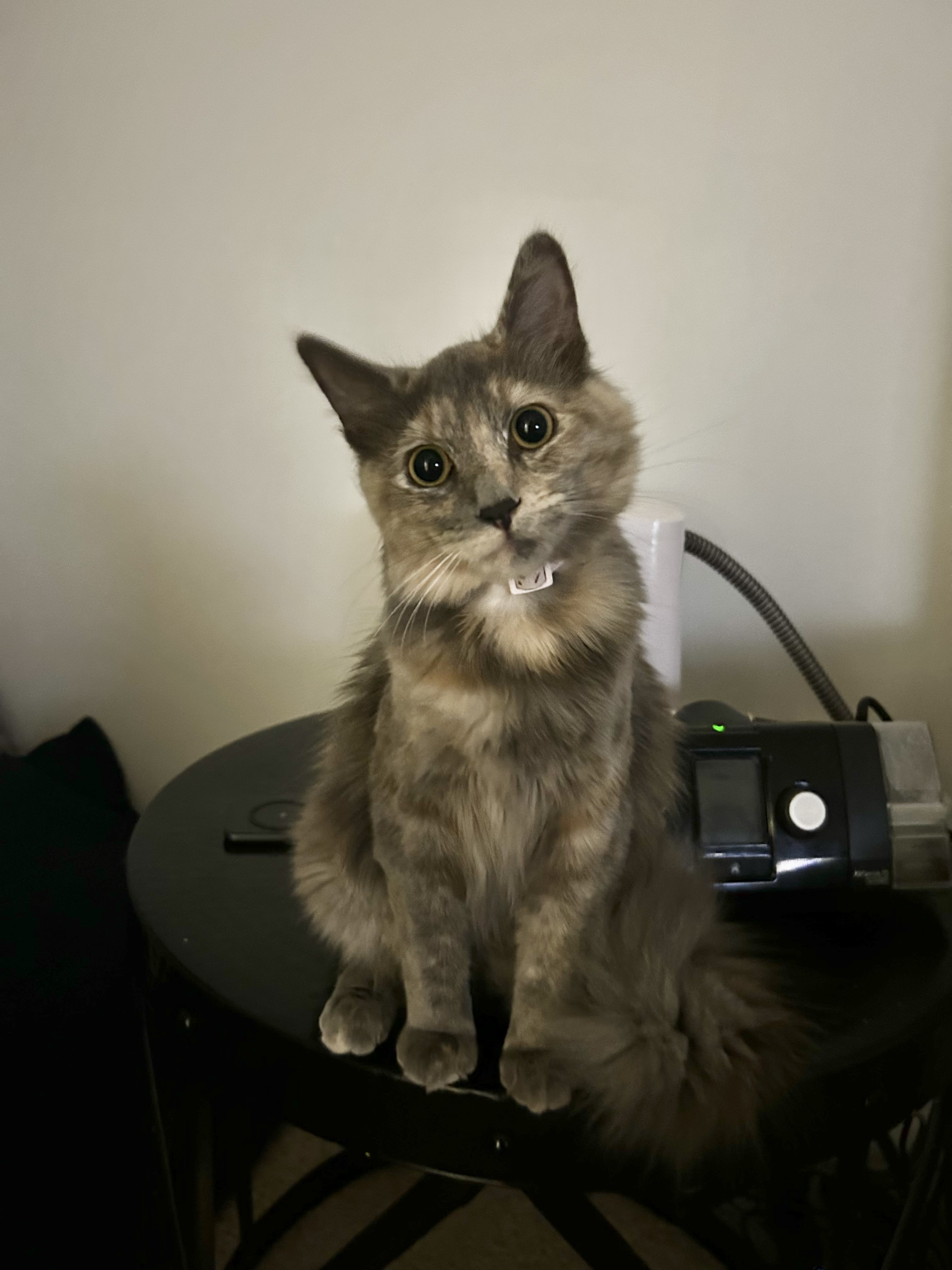 Found Cat, Alert #93389 200 N and Dan Jones, found near 200N and Dan ...