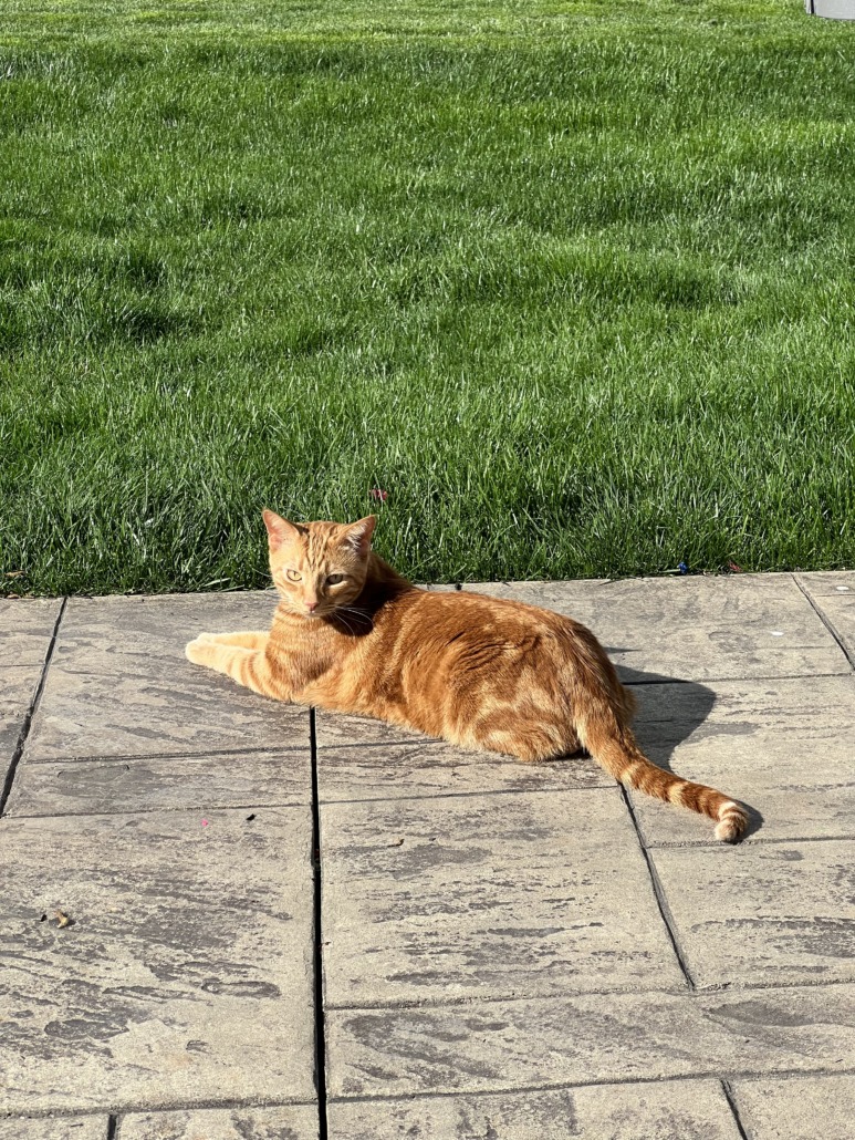 Lost Cat, Alert #93033 Frank missing near 141st and Cumberland rd ...