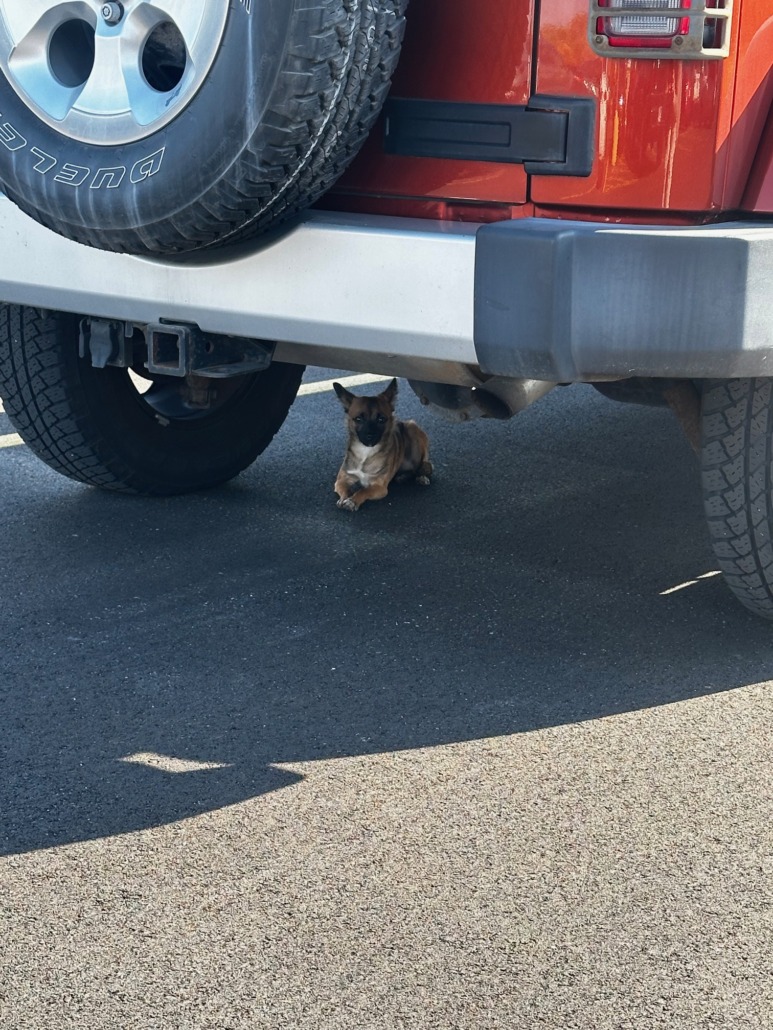 Dog-sight Sighting, Alert #92954 indianapolis, missing near McFarland/Banta - Indy Lost Pet Alert