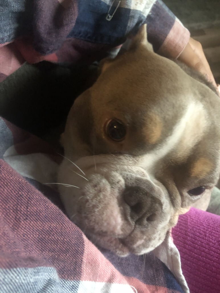 Found Dog, Alert #93292 Indianapolis, found near Perry and Shelby ...