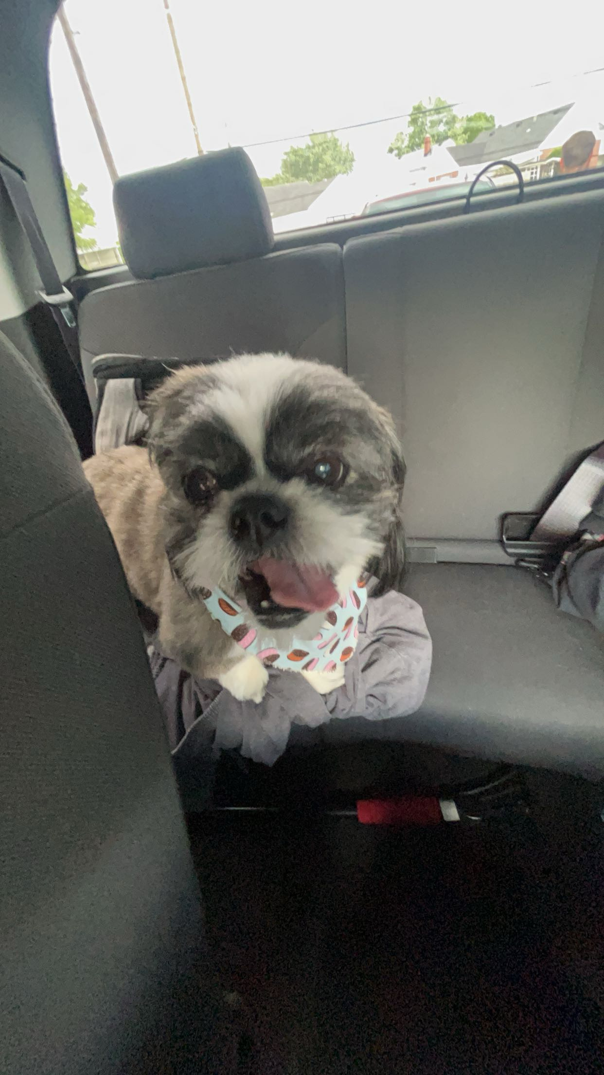 Lost Dog, Alert #93306 Louie missing near US 40 and Windswept ...