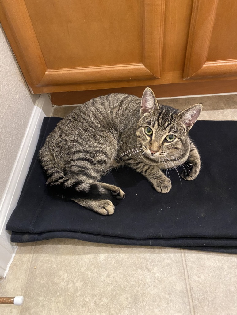 Found Cat, Alert #93399 Indianapolis, found near W 10th and N Holt ...