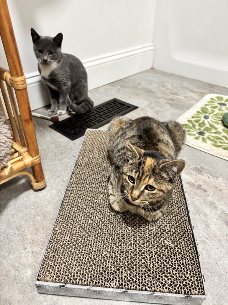 Found Cat, Alert #93245 Garfield Park, found near Pagoda Drive - Indy ...