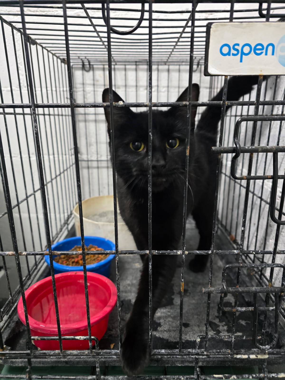 Found Cat, Alert #93119 Speedway, found near Lynhurst & Crawfordsville ...