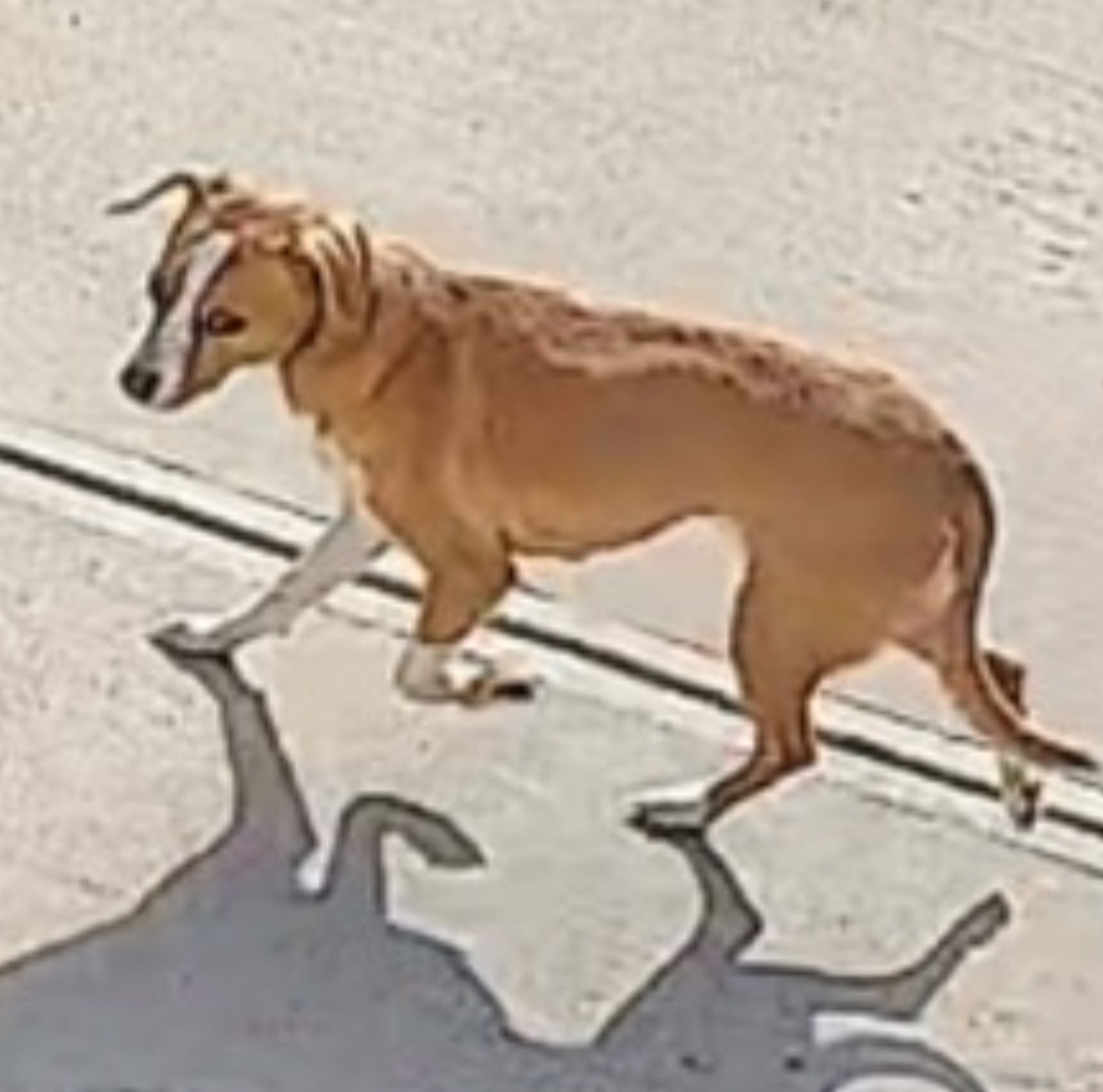 Dog-sight Sighting, Alert #93373 Indianapolis, missing near 21st and ...