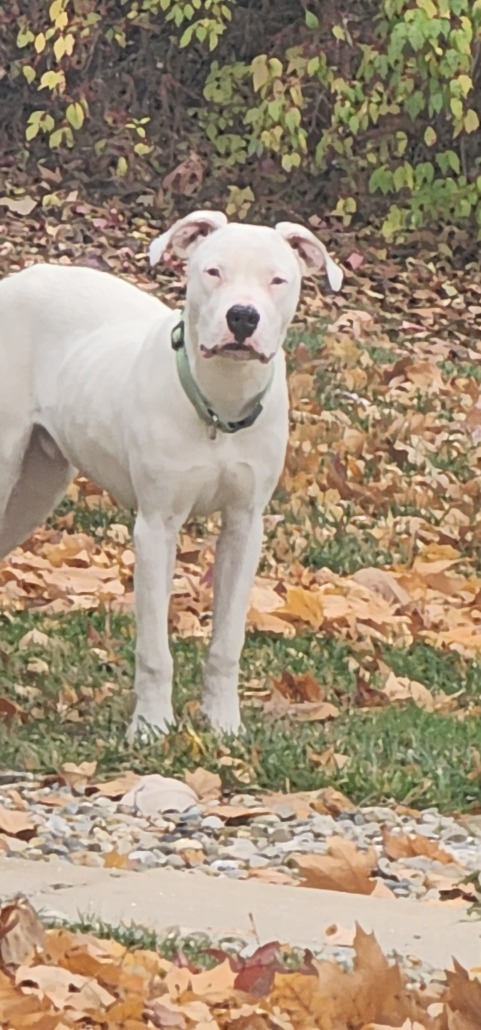 Dog-sight Sighting, Alert #93494 Indianapolis, missing near - Indy Lost ...