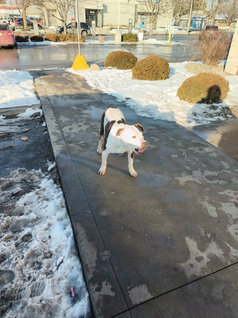 Dog-sight Sighting, Alert #94218 Indianapolis, missing near - Indy Lost ...