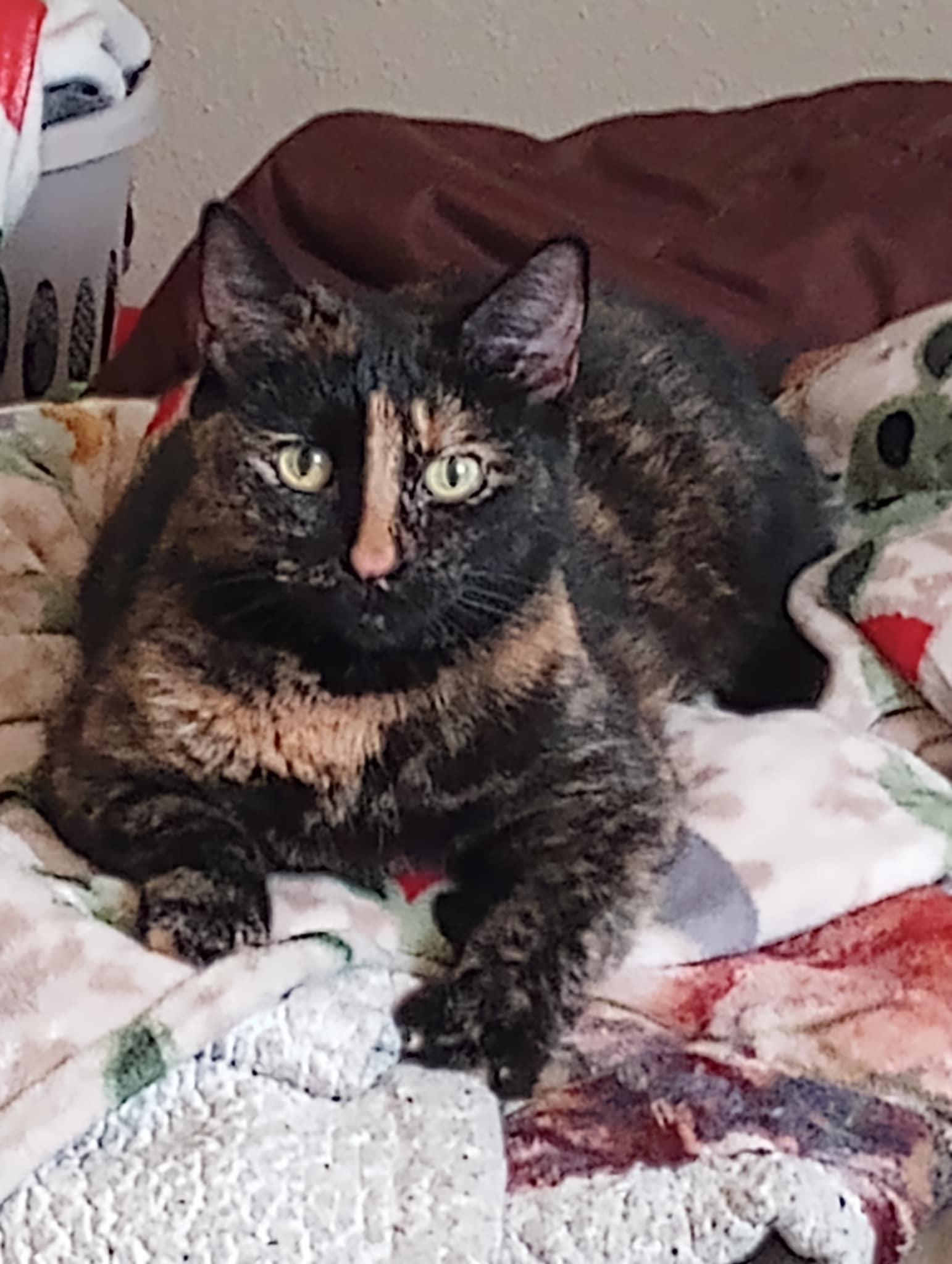 Lost Cat, Alert #94283 vivian (miss vee) missing near S Holmes Ave and bertha street near warman ...