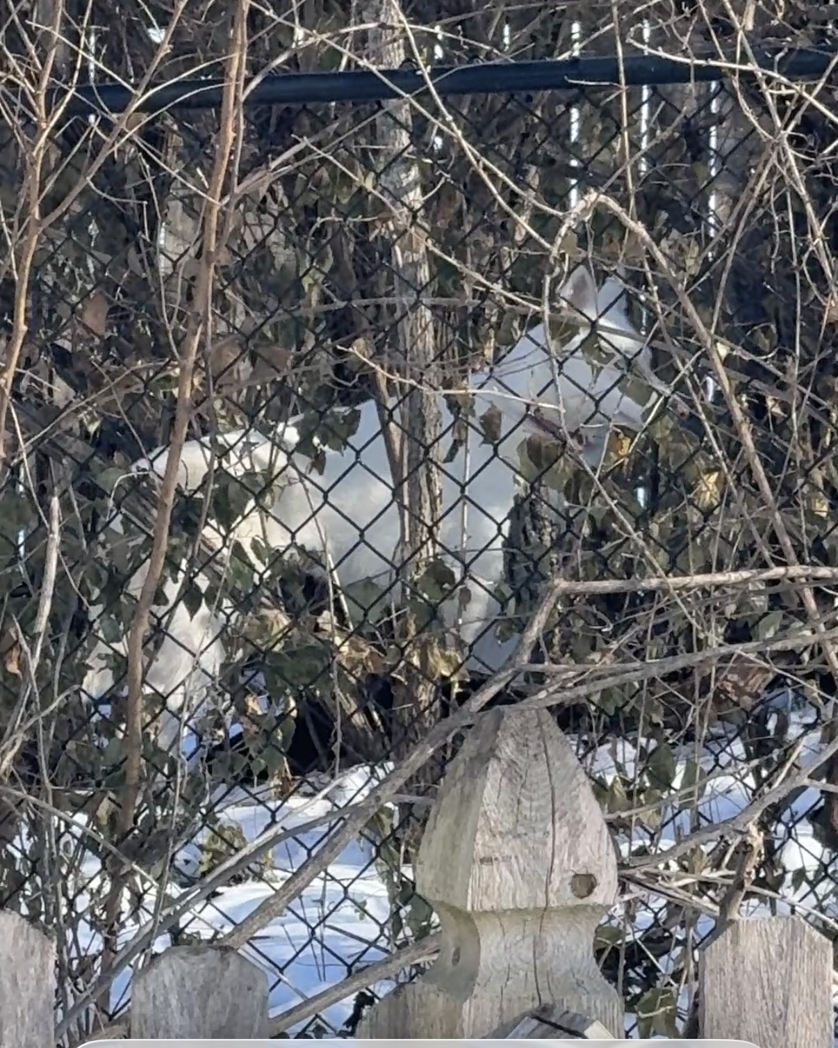 Dog-sight Sighting, Alert #94241 Franklin Township, missing near Stop 11 and Arlington - Indy ...