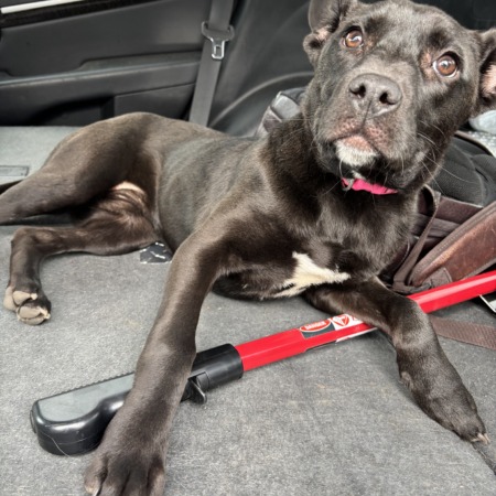 Found Dog, Alert #94508 Indianapolis, found near 71st and Fall Creek ...