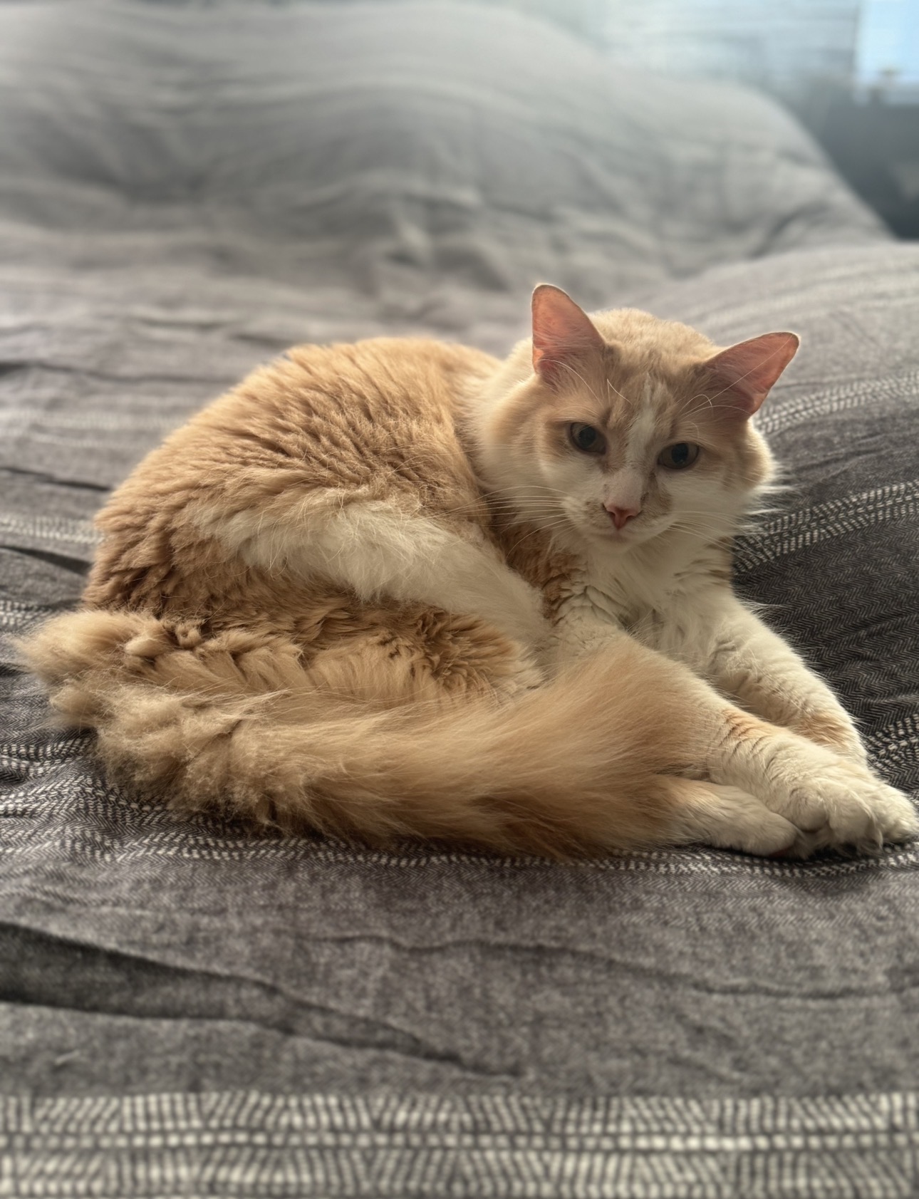 Lost Cat, Alert #94633 Chickpea missing near N county road 200 and ...