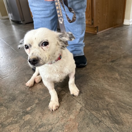 Found Dog, Alert #94290 Indianapolis, found near 71st and Bretton Wood ...