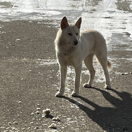 Dog-sight Sighting, Alert #94184 SPEEDWAY, missing near Elaine Street/Lawndale - Indy Lost Pet Alert