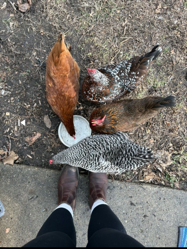 Lost Other Pet, Alert #94584 Pumpkin, Ruby, Raptor, Buttermilk missing ...