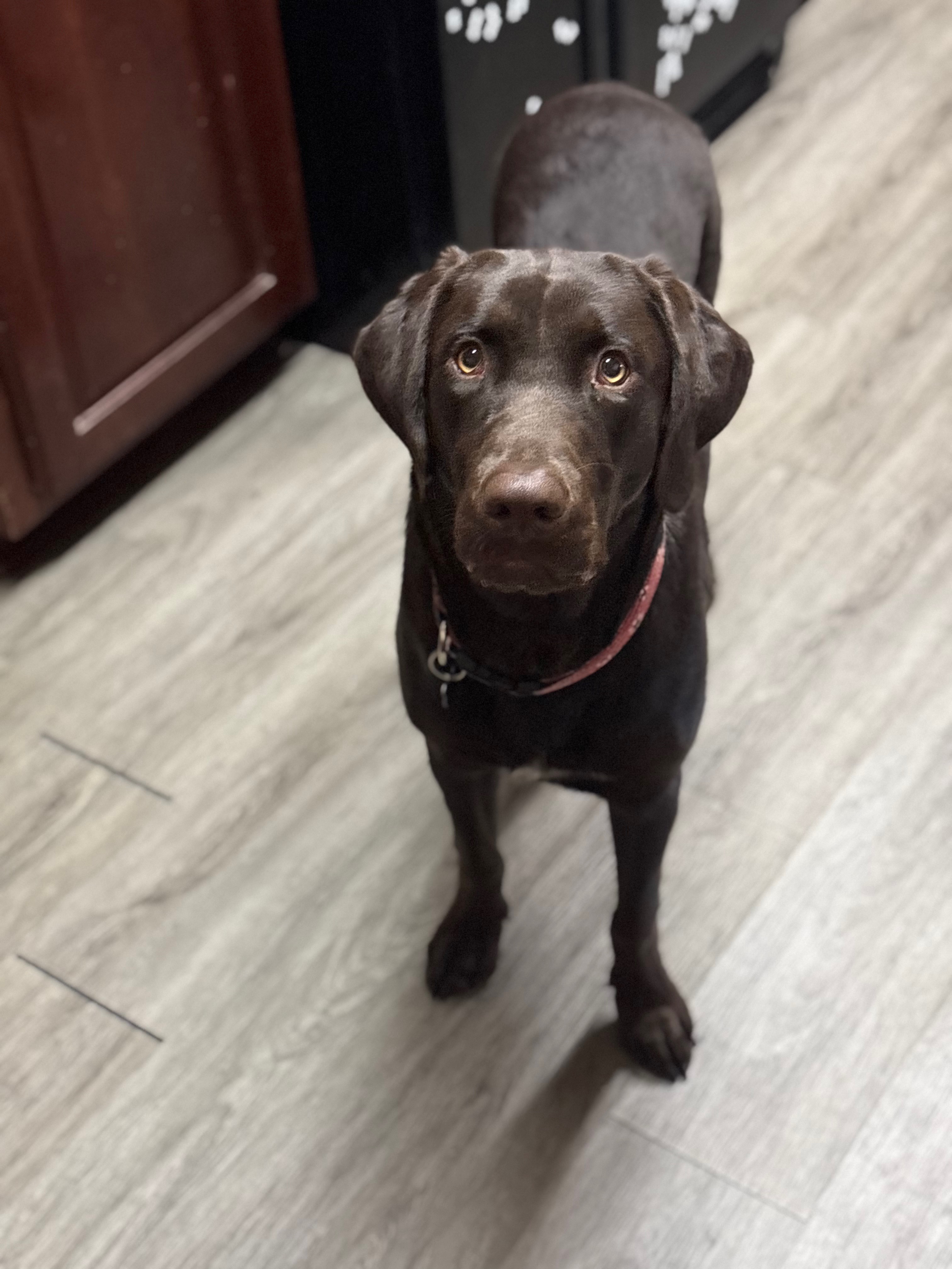 Lost Dog, Alert #94678 Marlow missing near Franklin Rd/Thompson Rd ...