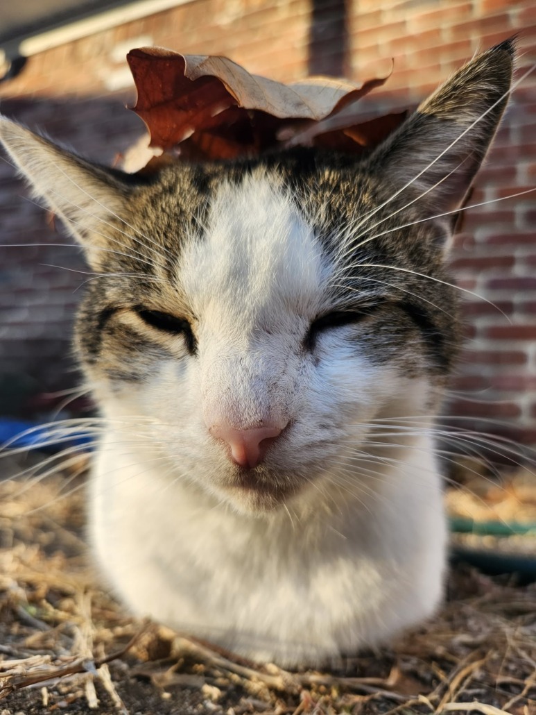 Lost Cat, Alert #94511 Romeo missing near Shadeland, short ridge, 10th ...