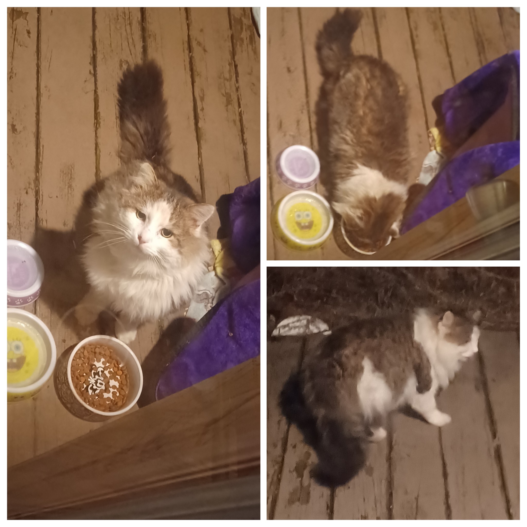 Found Cat, Alert #95194 Indianapolis, found near Sweet birch drive and ...