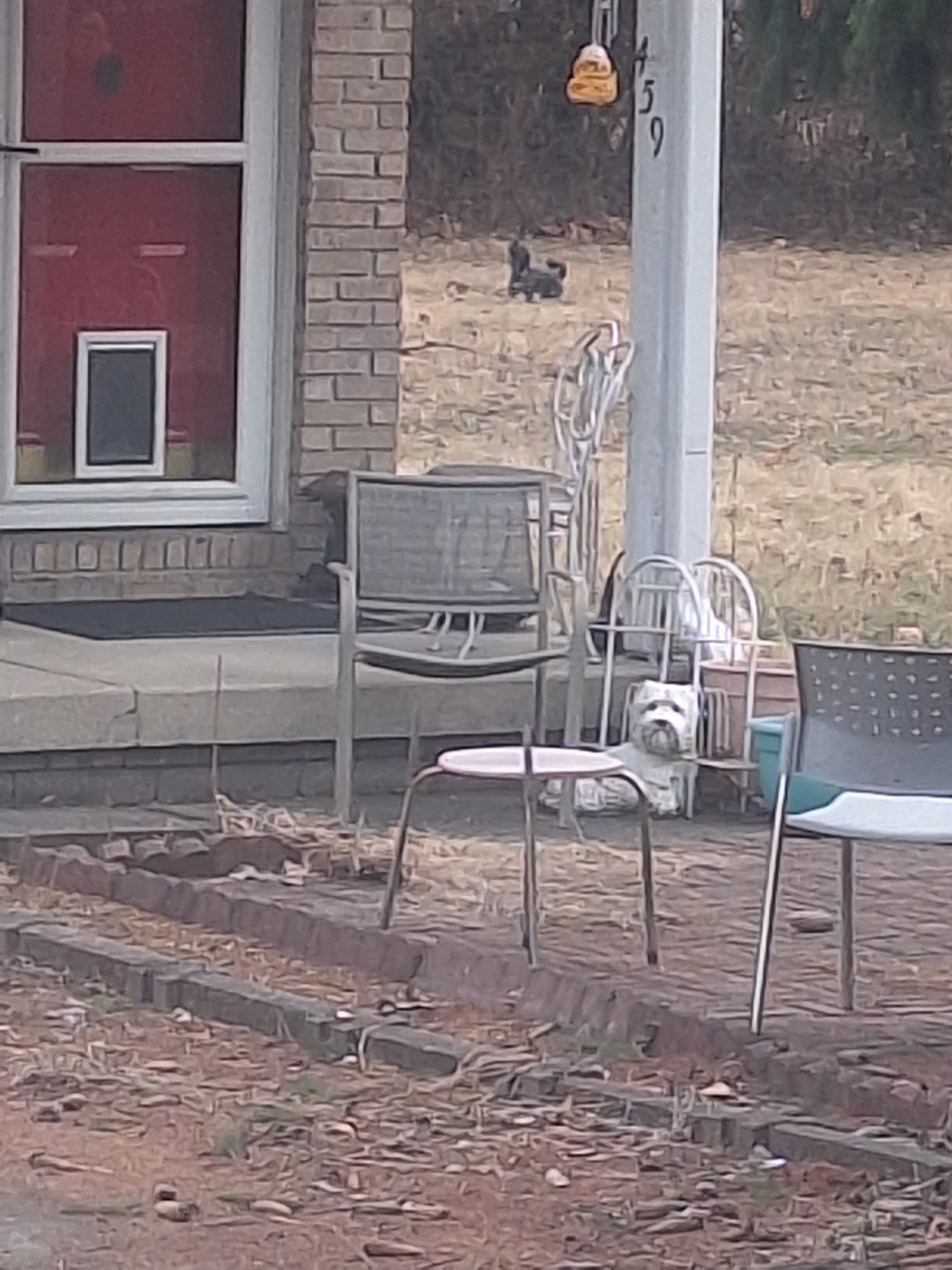 Dog-sight Sighting, Alert #95247 Indianapolis, missing near S. High ...