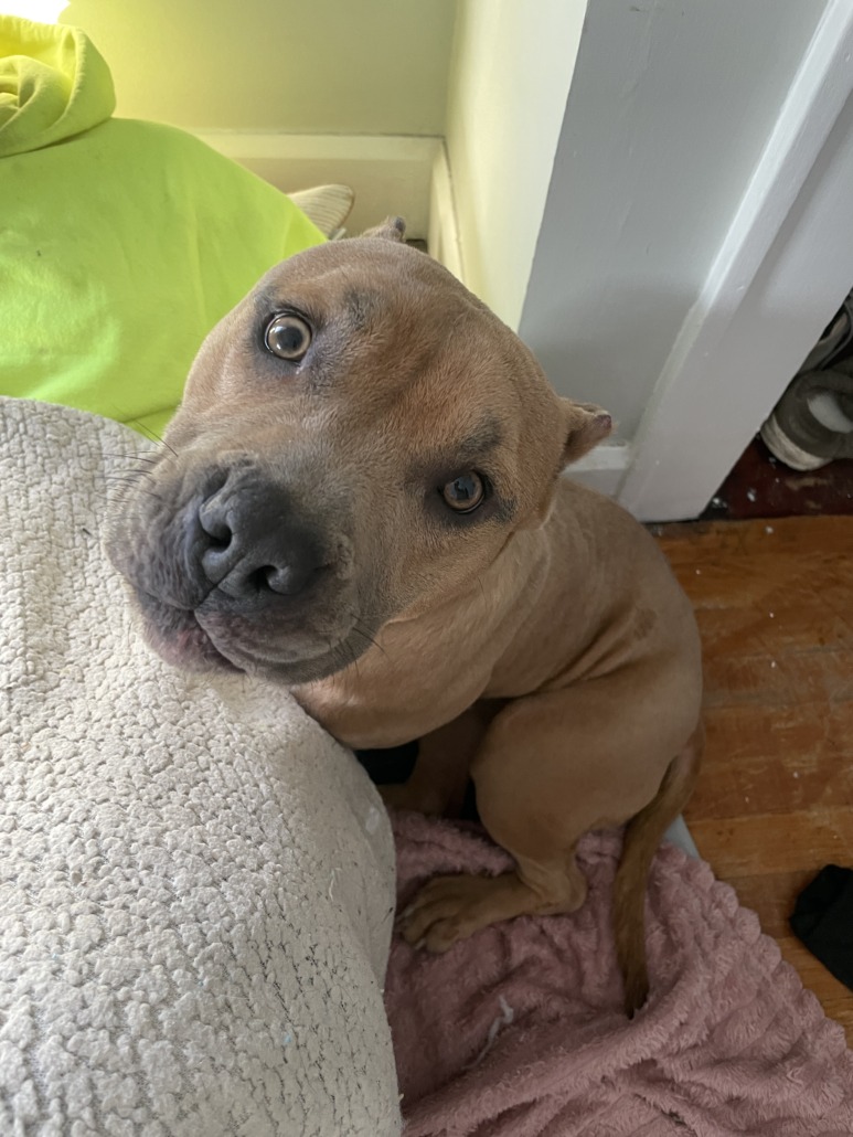 Found Dog, Alert #95435 East side, found near 10th and Euclid Ave ...