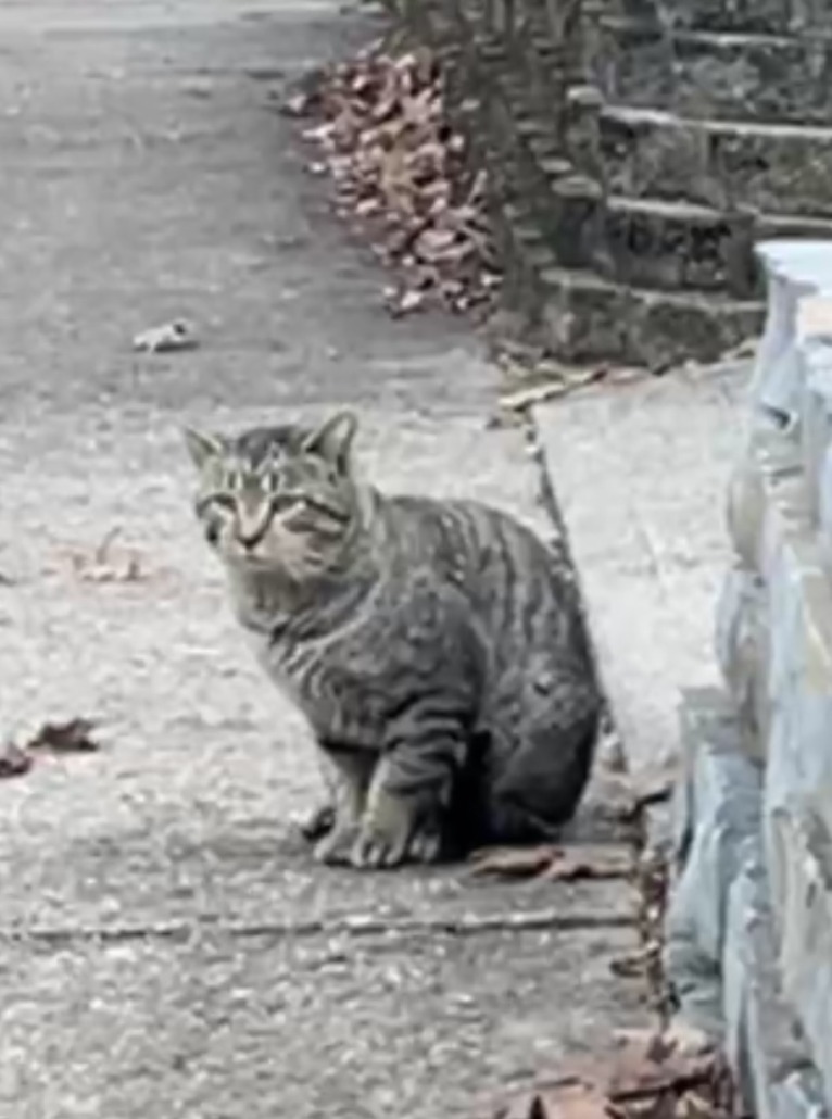 Found Cat, Alert #95163 East Broad Ripple, found near 61st and Primrose ...