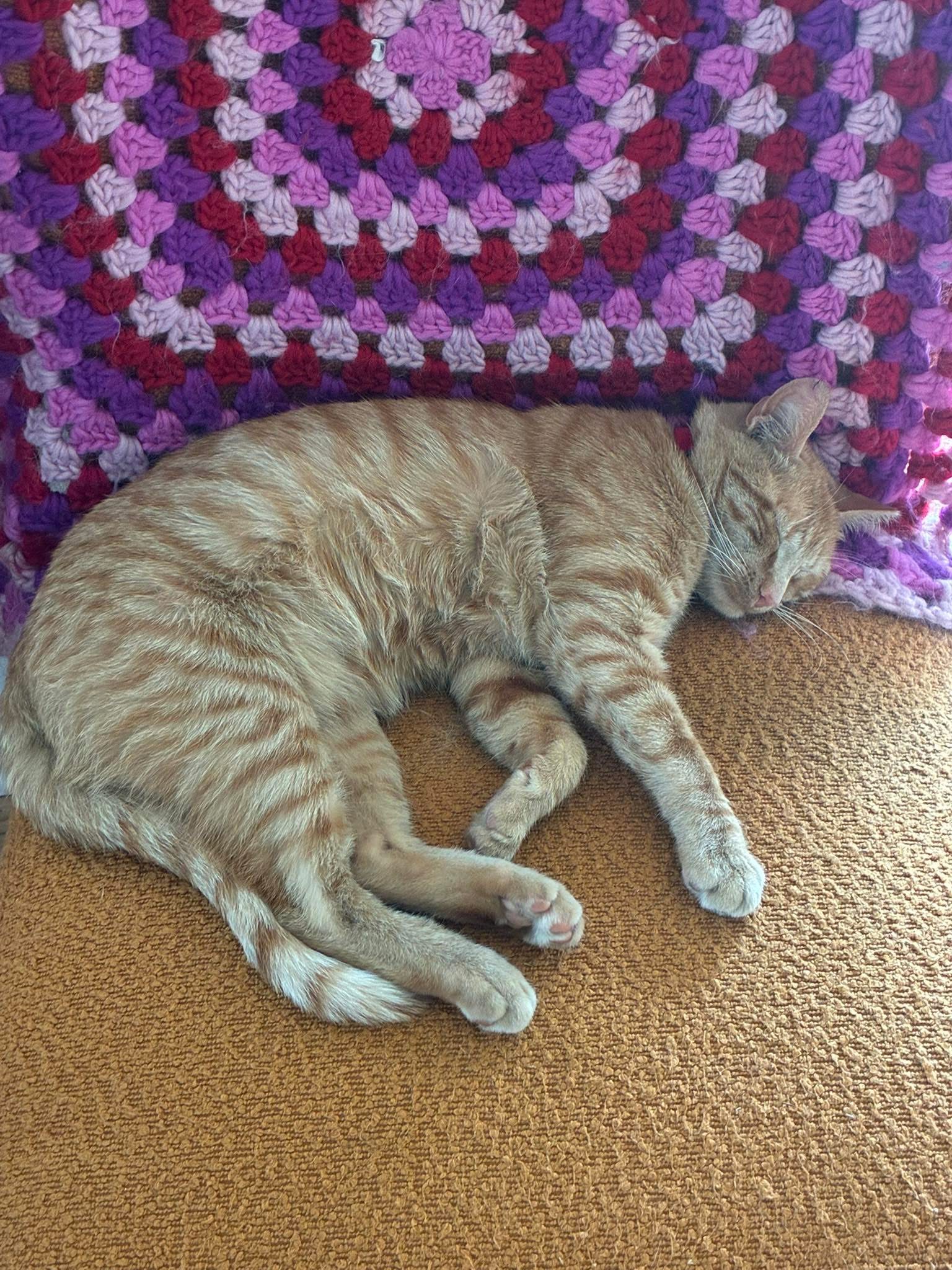 Lost Cat, Alert #95037 Peanut missing near Southeastern ave., Saint ...