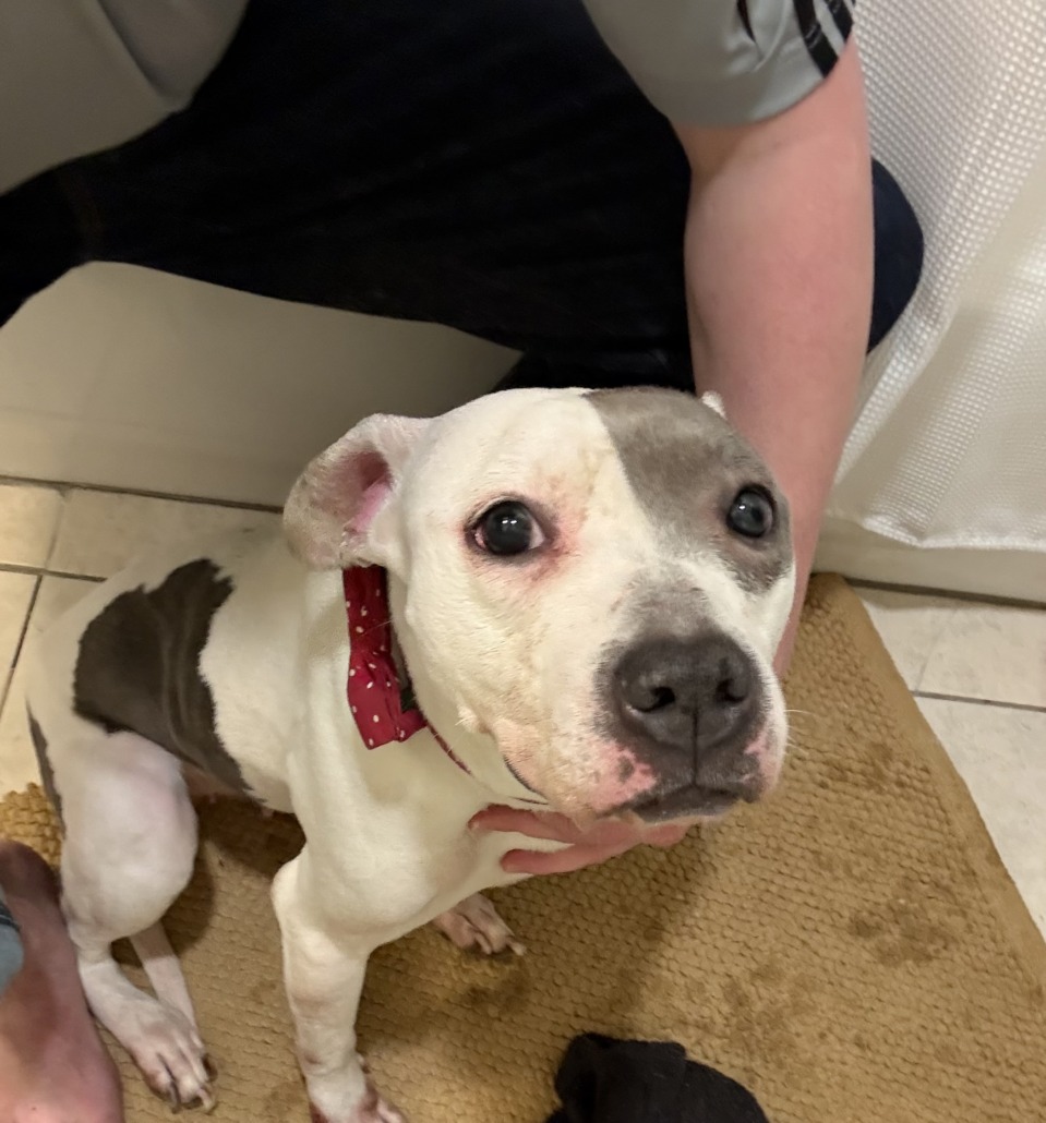 Found Dog, Alert #95009 Irvington, found near Hawthorne and 9th St ...