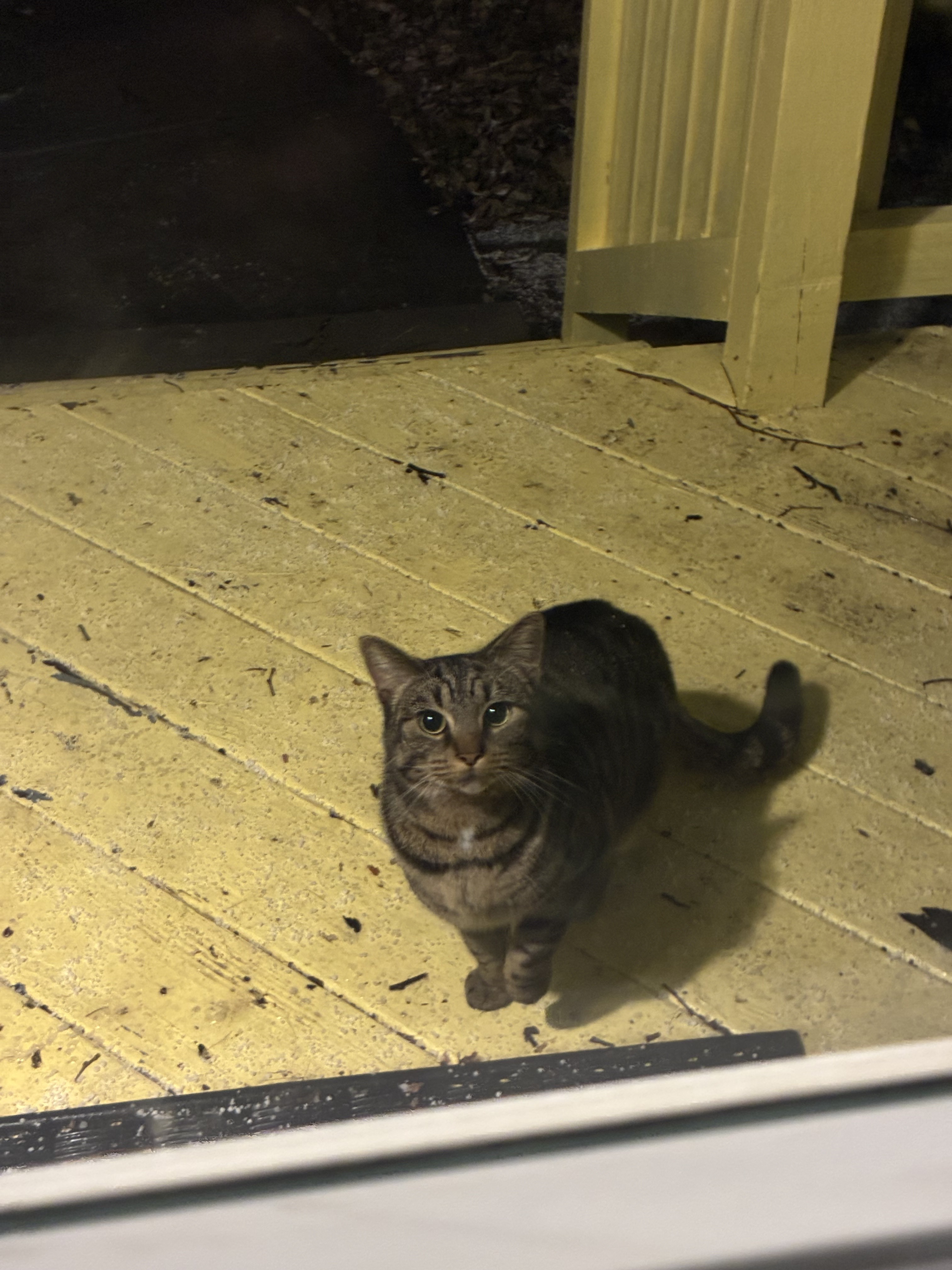 Found Cat, Alert #95198 Midtown, found near Park and 30th - Indy Lost ...