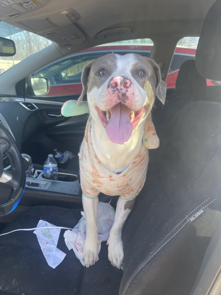 Found Dog, Alert #95075 Indianapolis, found near Orachard Ave and 38th ...