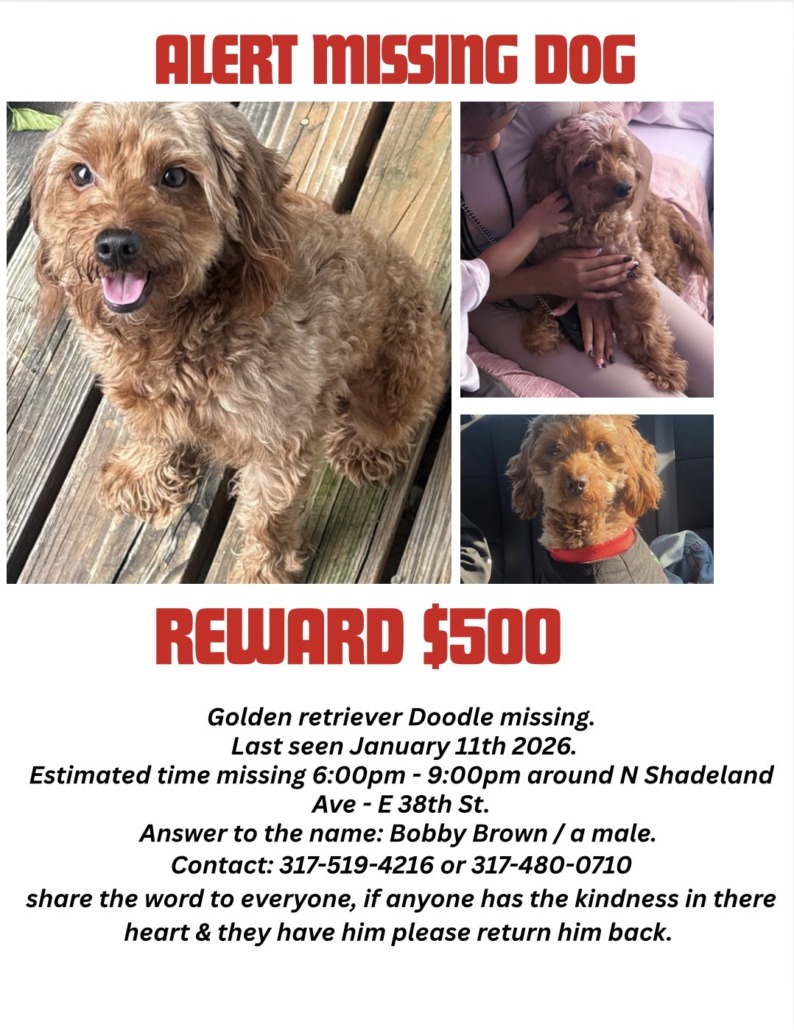 Lost Dog, Alert #95090 Bobby brown missing near E 38th Street ...